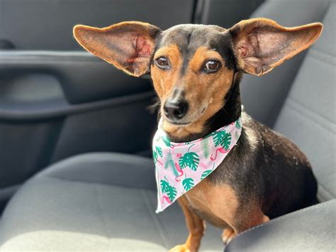 Chiweenie 101 A Complete Guide To The Playful Chihuahua Dachshund Crossbreed Furlyfe