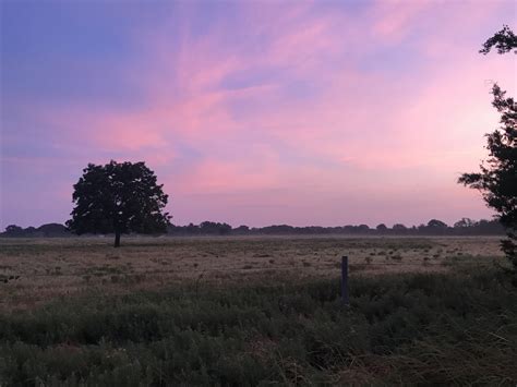 Certified Arborist Specializing In Tree Health Care