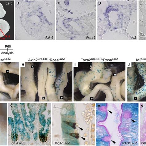 Pdf Distinct Populations Of Embryonic Epithelial Progenitors Generate Lgr5 Intestinal Stem Cells