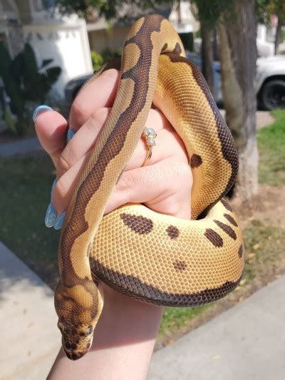 Post 730199241602056192 Uwu Uwu Uwu Uwu Uwu Uwu Uwu