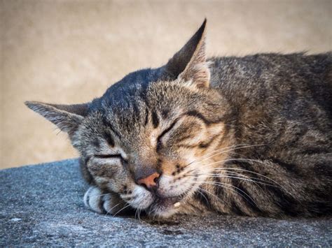 Why Is My Cat Drooling While Sleeping Common Reasons