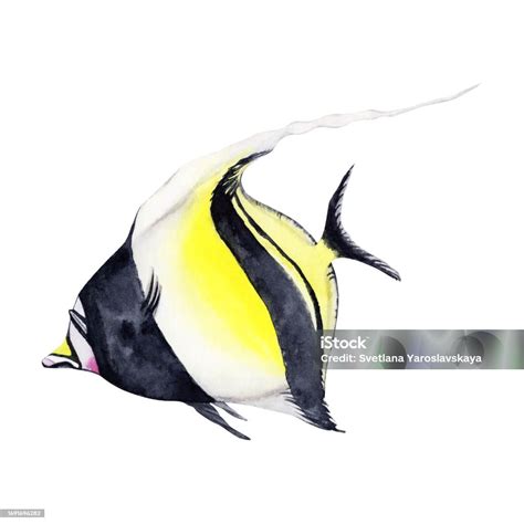 흰색 배경에 고립된 암초 물고기의 수채화 그림 손으로 그린 수중 디자인 요소 검은 색과 노란색 무어 아이돌 물고기에 대한 스톡