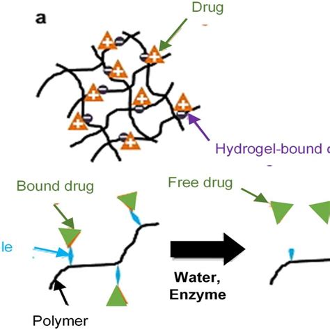 Drughydrogel Interaction Strategy A Physical For Example The Download Scientific Diagram