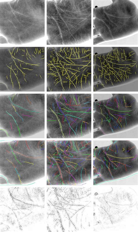 Palmprint Cls Extraction Results On Centrally Positioned Regions Of Download Scientific Diagram