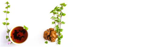 자작나무 차가 버섯 과 분쇄 된 차가 곰팡이 조각 한 잔은 흰색 배경에 고립 된 차를 양조합니다 배너 텍스트 공간 0명에 대한