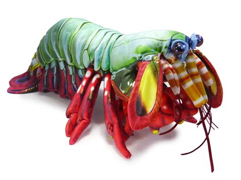 Peacock Mantis Shrimp Odontodactylus Scyllarus — PalÆoplushies