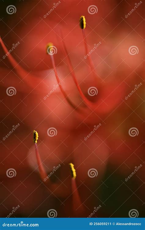 Lycoris Radiata Red Spider Red Magic Resurrection Or Hurricane Lily Corpse Or Equinox Flower