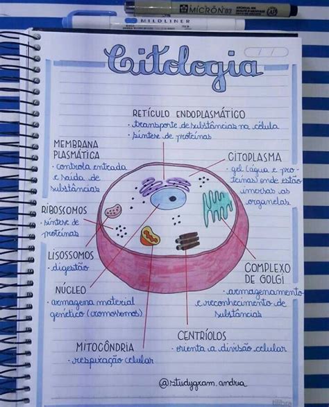 Celula Eucarionte Desenho