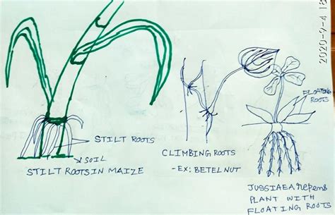 Stilt Roots Diagram