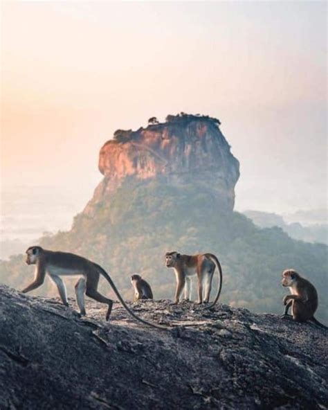 Sunrise Hike To Sigiriya Pidurangala Rock Getyourguide