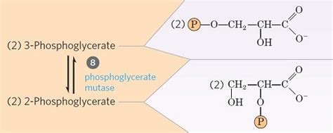 Glycolysis Occurrence Stages Regulations Significance Sciencevivid
