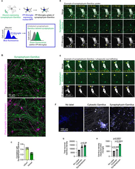 Ipsc Derived Microglia Itf Microglia And Ipsc Derived Neuron Download Scientific Diagram