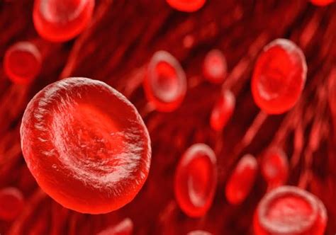 Eritrocitos Encuentran Nuevas Funciones De Glóbulos Rojos