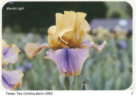 Marsh Light Historic Iris Preservation Society