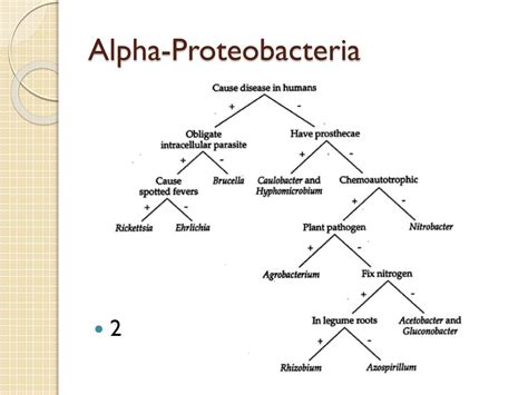 Ppt Alpha Proteobacteria Powerpoint Presentation Free Download Id
