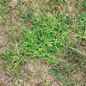 Garden Weeds Identification