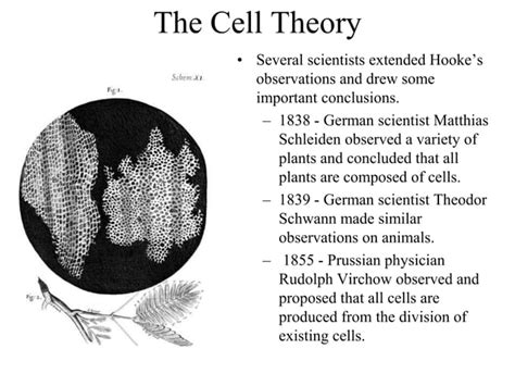 Cellular Structure And Function PPTX Cellular Structure And Function PPTX