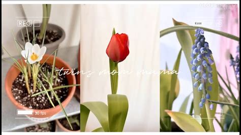 튤립 크로스커스 무스카리 구근 심기 베란다에서 추식구근 키우기 Youtube