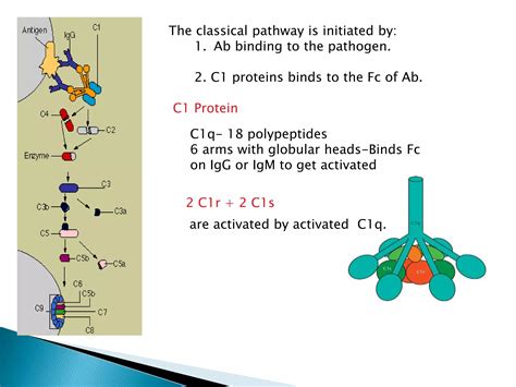 The Complement System PPTX