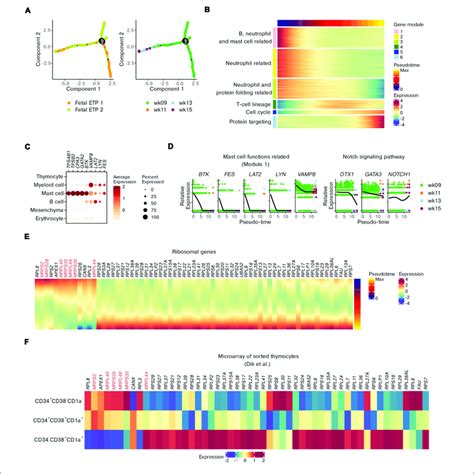 Refined Trajectory Of Etp Differentiation During Fetal Development Download Scientific