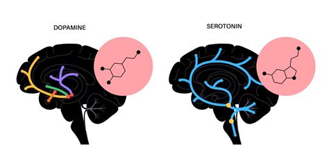 Serotonin Syndrome Archives Budget And The Bees