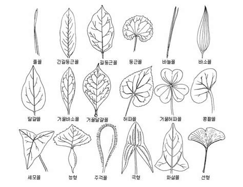 꽃 식물의 잎 관련 용어정리 네이버 블로그