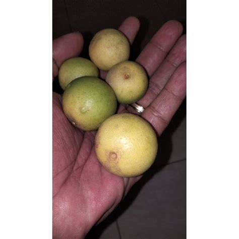 Jual Buah Jeruk Mipis Fres 1 Kg Shopee Indonesia