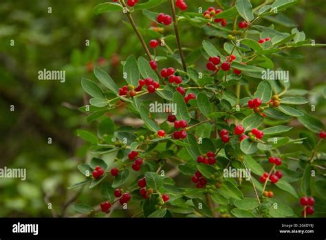 Red Tree Berries Stock Photo Alamy
