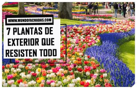 7 Tipos De Plantas De Exterior Para Tu Jardín Mundo Fachadas