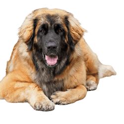 Newfoundland Leonberger Mix Character And Ownership Dog Breed Pictures