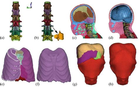 figure 1 from developing a full body finite element model and its