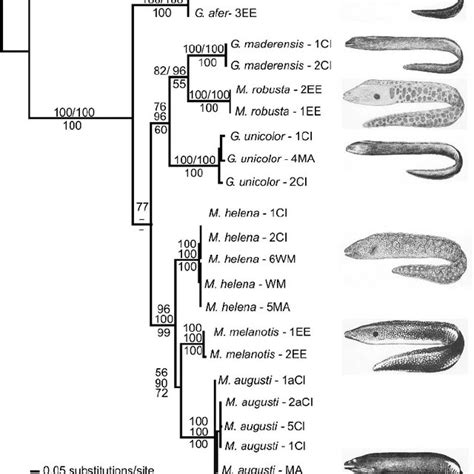 Minimum Evolution Tree Showing Phylogenetic Relationships Among Moray