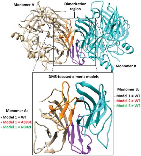 Structure Of The Dms Focussed Dimeric System Compared To The Full Rpe65 Download Scientific