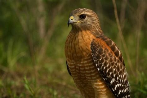 Red Shouldered Hawk North Americas Majestic Raptor