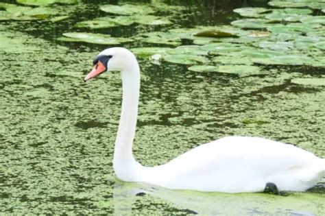 20 Types Of Geese Species Facts And Photos