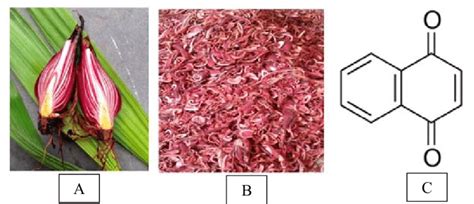 The Image Of A Eleutherine Palmifolia B Simplicia Of Eleutherine Download Scientific