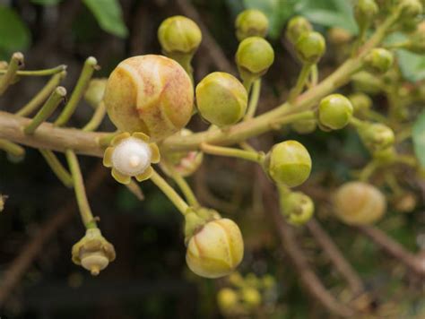 90 Salween Fotografías De Stock Fotos E Imágenes Libres De Derechos Istock