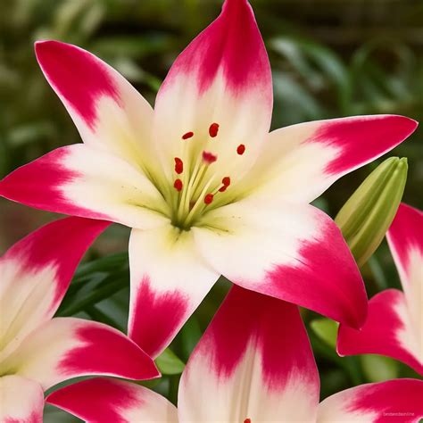 Lily 100 Pcs Seeds For Outdoor Landscaping