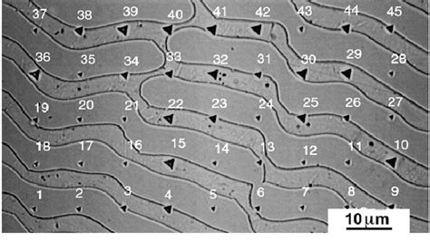 Optical Micrograph Showing The Lamellar Microstructure Of Directionally Download Scientific