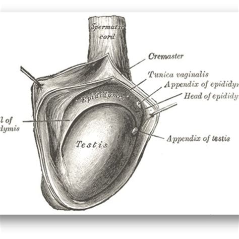 The Anatomic Structures That May Be Involved In The Pathology Of