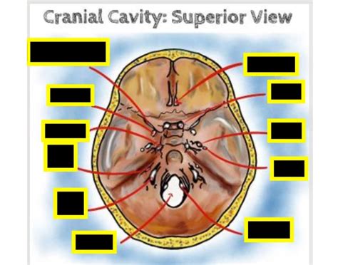 Superior View Cranial Cavity — Printable Worksheet