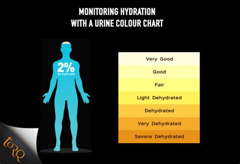 Essential Hydration Tips Torq Usa