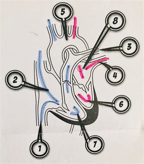 Circulatory System Diagram Quizlet