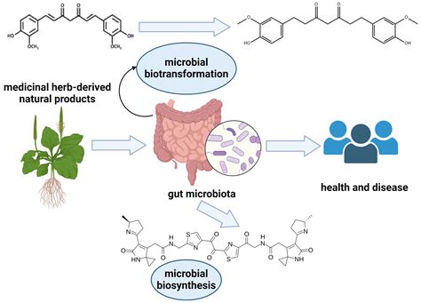 Gut Microbiota