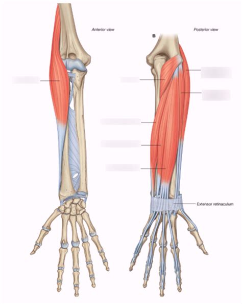 Extensor Superficial Muscles Diagram Quizlet