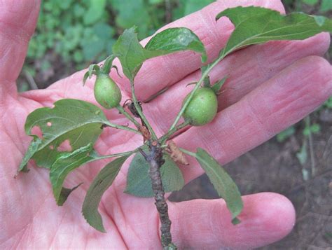 Apple Tree Guide Uk Crab Apple Tree Identification