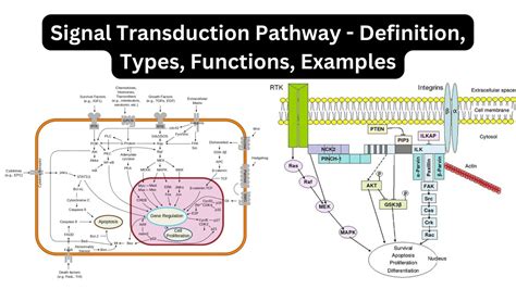 Golgi Apparatus Definition Structure Functions And Diagram