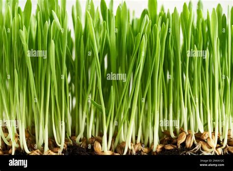 Fresh Young Green Barley Grass Blades Growing In Soil Closeup Stock