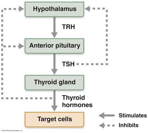 Tyranny Of The Tsh Dr Philip Lee Miller