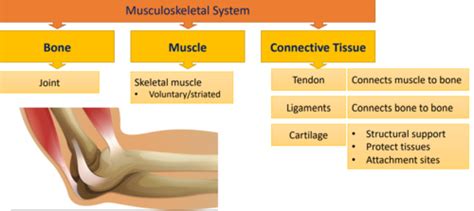 Musculoskeletal System Flashcards Quizlet
